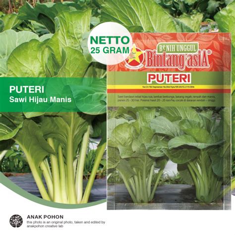 1 Pack Benih Sawi Hijau Puteri Caisim Sawi Bakso Seeds Bintang Asia