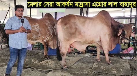 গরু মেলায় সবার নজর কেড়েছে মাদ্রসা এগ্রোর সুন্দর সুন্দর গরু গুলো দাম