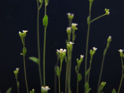 Arabidopsis Thaliana Flower