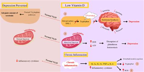 The Proposed Vitamin D Pathway To Prevent Depression Download
