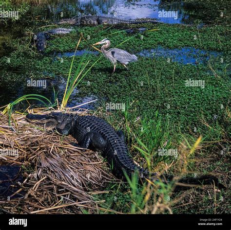 Everglades National Park Florida Heron Walks Stealthily Between Two
