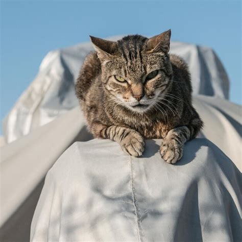 Close Up Of Tabby Cat On Bed Premium Photo