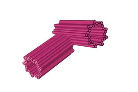 Cell Centriole Anatomy Function And More Microscope Clarity