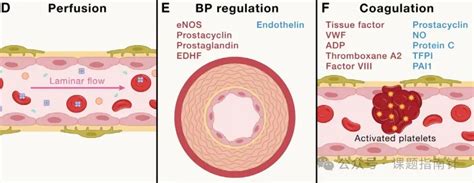 Cell 综述：血管内皮细胞的多种研究方向 丁香园