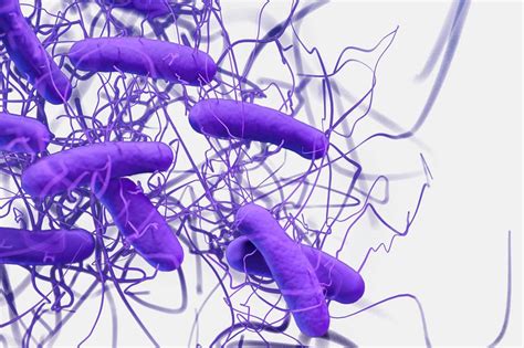 3d Illustration Clostridioides Difficile Bacteria Premium Psd Rawpixel