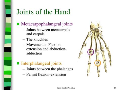 Joints Of The Human Body Ppt Download