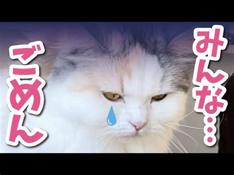 謝罪みなさん本当に申し訳ございませんでした YouTube