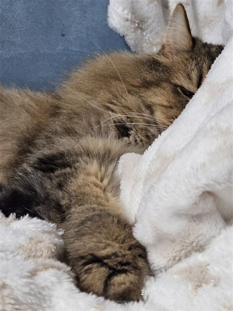 뭐야 가족자랑이야 유머 움짤 이슈 에펨코리아