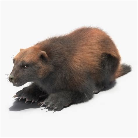 Modelo 3d Wolverine Color Oscuro Acostado Pose Pelaje Turbosquid 2158732