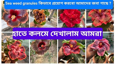 Sea Weed Granules গাছ এর মাটি তে প্রয়োগ করার পদ্ধতি এবং আরও অন্যান্য গুরুত্বপূর্ণ বিষয়। Youtube