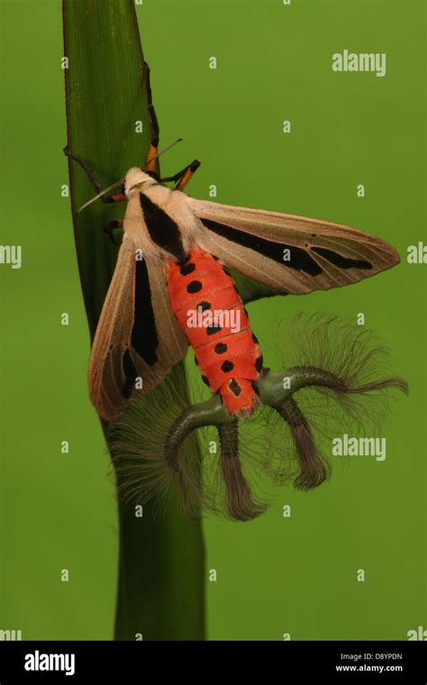 The Moth Uses Scent Organs Called Coremata Which Protrude From Its Stock Photo Royalty Free