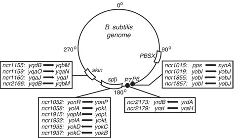 Putative Srnas Encoded Within Prophage Regions 16 Srna Candidates Download Scientific Diagram