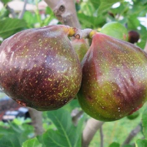 Olympian Fig Tree For Sale Online The Tree Center
