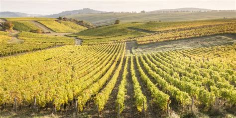 Le guide des meilleurs vins 2023 tous les domaines promus en Vallée