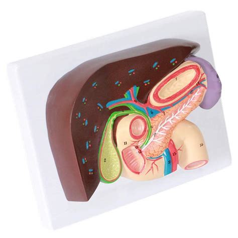 Jl Gastric Section Model Liver Anatomy Hepatopancreatic Duodenum Model
