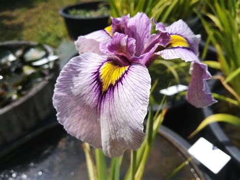 Iris Pseudata Shoryu No Mai