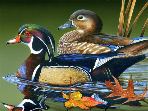 Duck Paintings