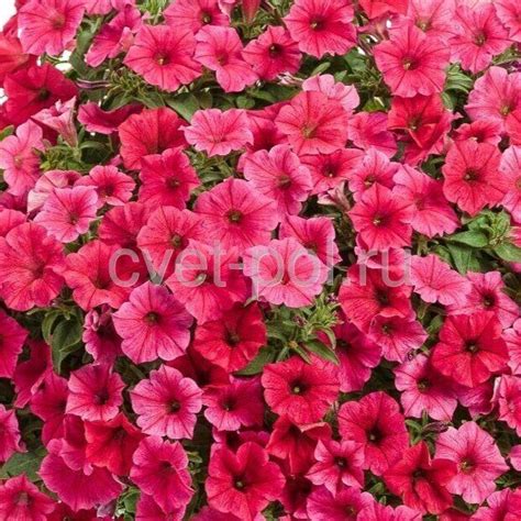 Петуния Supertunia Vista Paradise