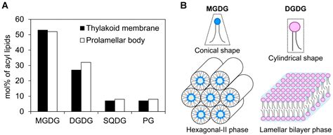 Thylakoid Membrane Structure