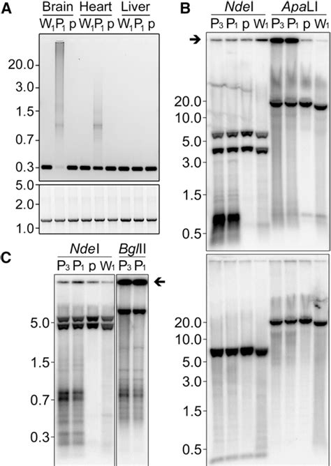 Figure 4 From The Mtdna Mutation Spectrum Of The Progeroid Polg Mutator