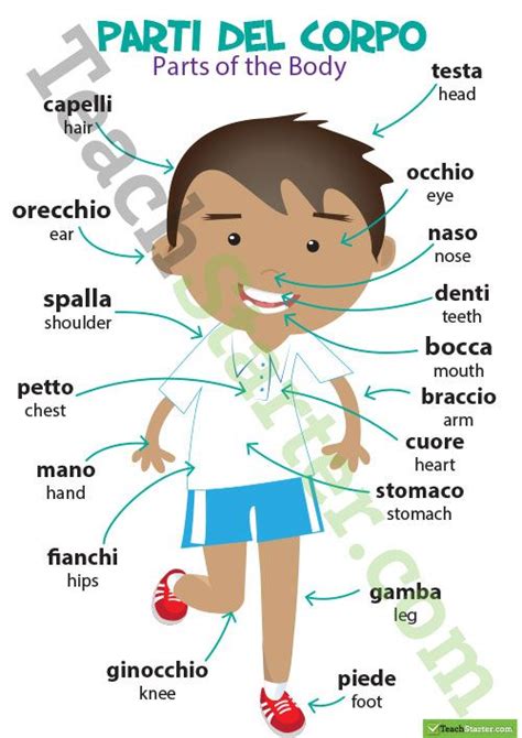 Parts Of The Body Parti Del Corpo Italian Language Poster Teaching