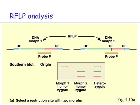 Review Problems 1905 William Bateson And R C Punnett Ppt Video