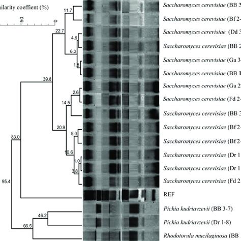 Dendrogram Produced By Comparing The Rflp Pcr Profiles Of Yeast Strains