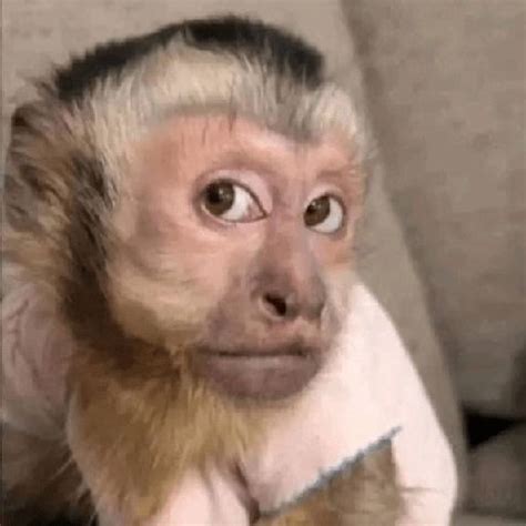 A Monkey Is Wearing A Sweater And Looking At The Camera While Sitting