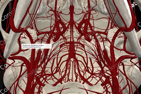 Posterior Cerebral Artery Right Complete Anatomy