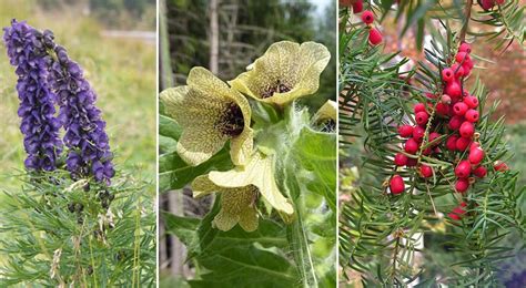 10 Common Plants That Appear Harmless But Are Actually Quite Poisonous