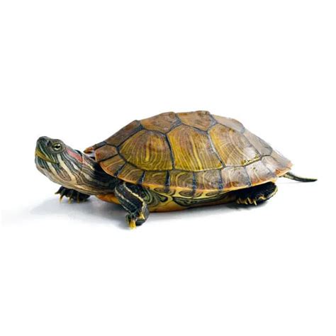 小乌龟活物浅水网红长寿龟水龟宠物苗一对情侣龟特大红耳巴西彩龟 淘宝网 花瓣网