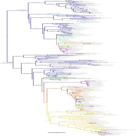 Ml And Mp Bootstrap Percentage Values As Well As Bayesian Posterior Download Scientific Diagram