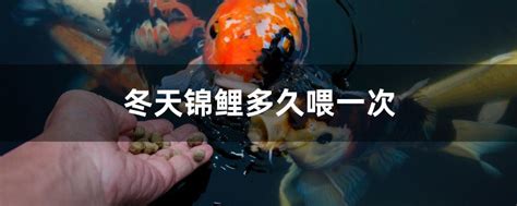 冬天锦鲤多久喂一次 鱼百科