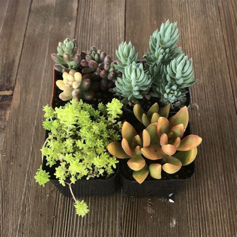 Sedum Assorted Succulents Stronecrop Collection For Sale Online Harddy