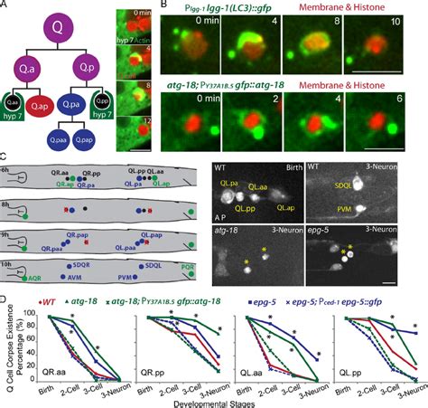 C Elegans Q Neuroblast Apoptosis And The Function Of Autophagy Genes
