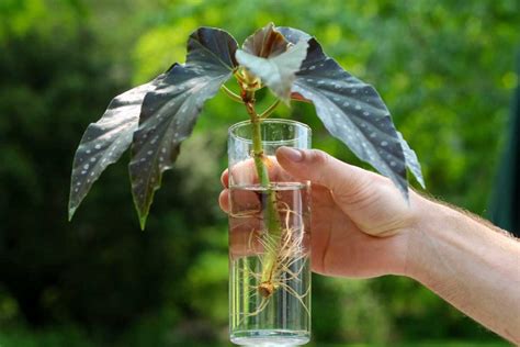 How To Propagate Begonia Maculata Ultimate Guide And Tips Geeky