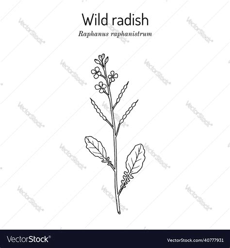 Wild Radish Raphanus Raphanistrum Medicinal Vector Image