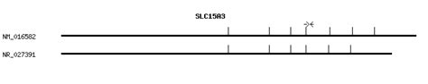 Human Slc15a3 Qpcr Primer Set Nm016582 Diacarta Inc