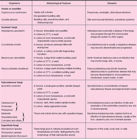 Difference Between Yeast And Mold Definition Structure