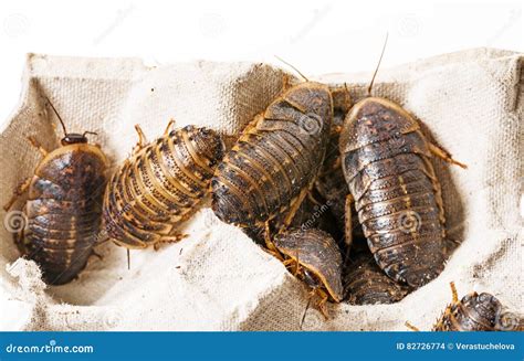 Blaptica Dubia Dubia Roach Also Known As The Orange Spotted Roach In