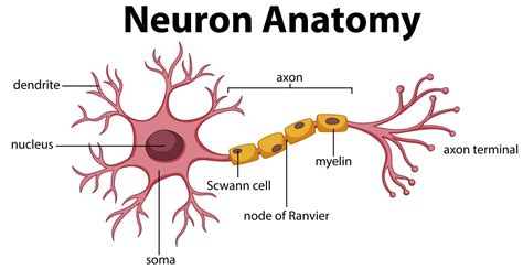 Neurons Nerve Cells Structure Function And Types