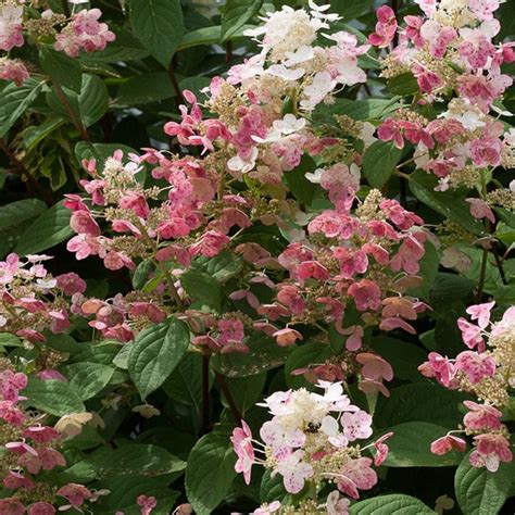 Quick Fire® Panicle Hydrangea Beaver Bark T And Garden Center