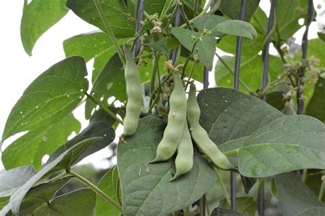 Bean Seed Saving Tips And Tricks Gardening Forum
