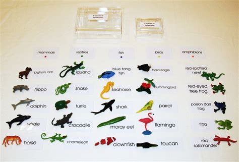 Five Classes Of Vertebrates Eando Montessori