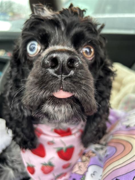 Cocker Spaniel Birthday Party Ideas Rcockerspaniel