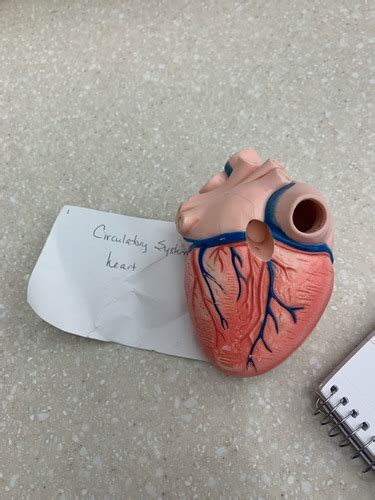 Systems Flashcards Quizlet
