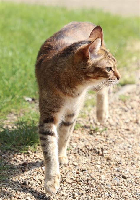Guessing Actual Tabby Pattern Masked By Ticking R Catgenetics