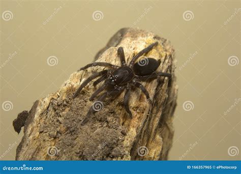 Small Hairy Burrowing Spider Plesiophrictus Sp Theraphosidae