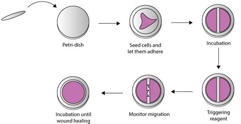 Wound Healing Assay 4dcell
