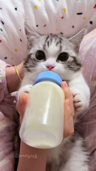 喝奶还会抱住奶瓶🍼 这一小坨猫谁受得了 小猫是平淡生活的解药 它真的好像个小宝宝 矮脚起司 Youtube